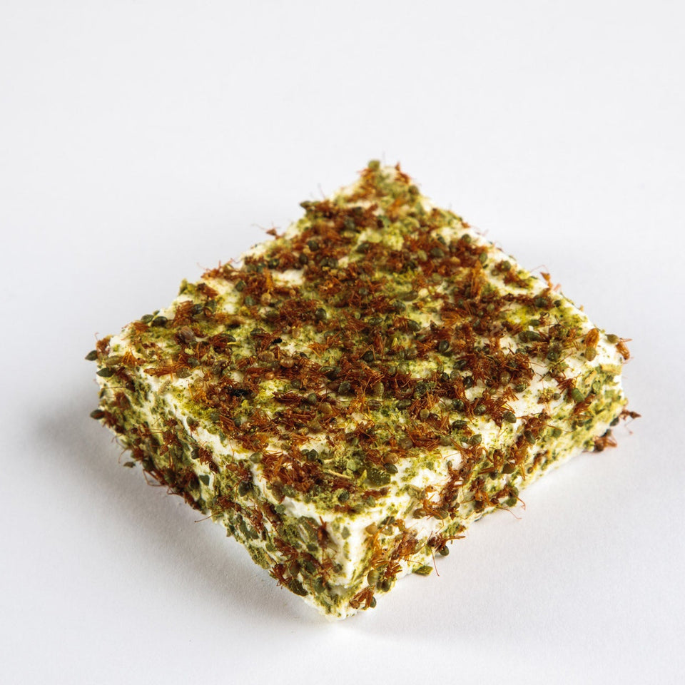 Anthill - Award Winning Artisan Goat Cheese with Edible Ants – Woodside ...